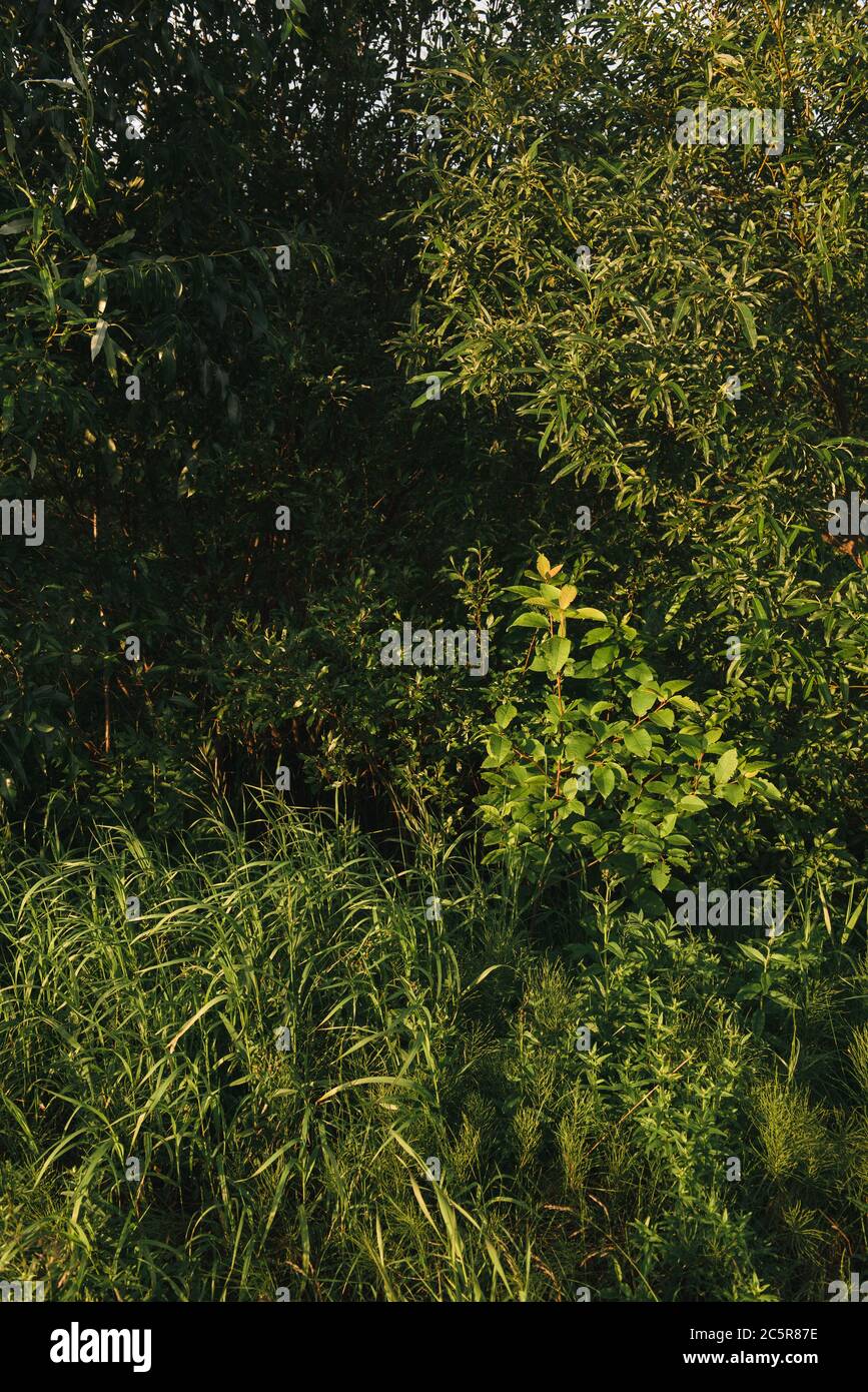 Landscape at sunset. Densely overgrown trees and shrubs with dense ...