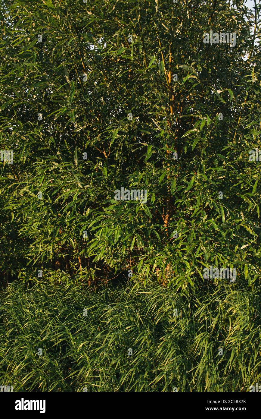 Landscape at sunset. Densely overgrown trees and shrubs with dense ...