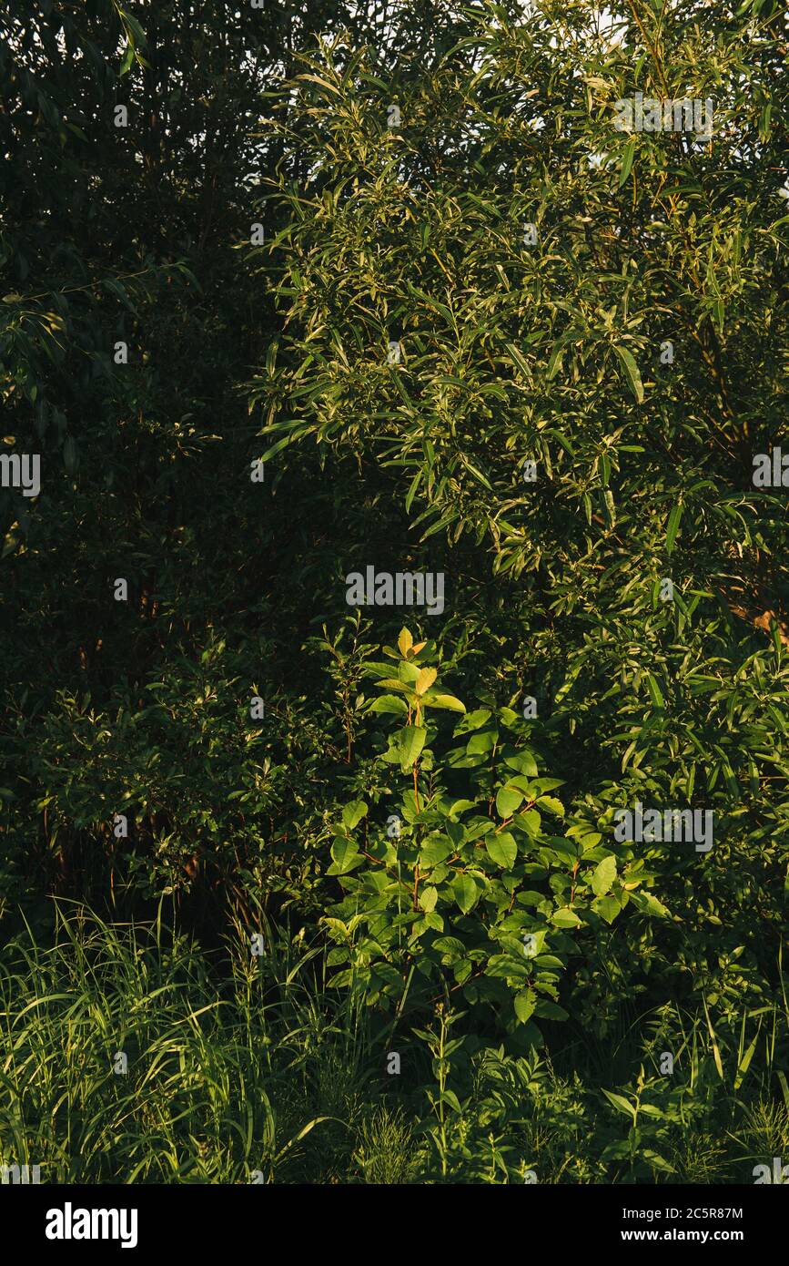Landscape at sunset. Densely overgrown trees and shrubs with dense ...