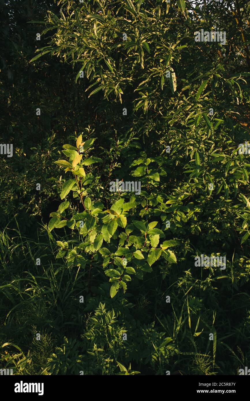 Landscape at sunset. Densely overgrown trees and shrubs with dense ...