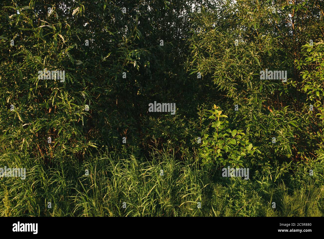 Landscape at sunset. Densely overgrown trees and shrubs with dense ...