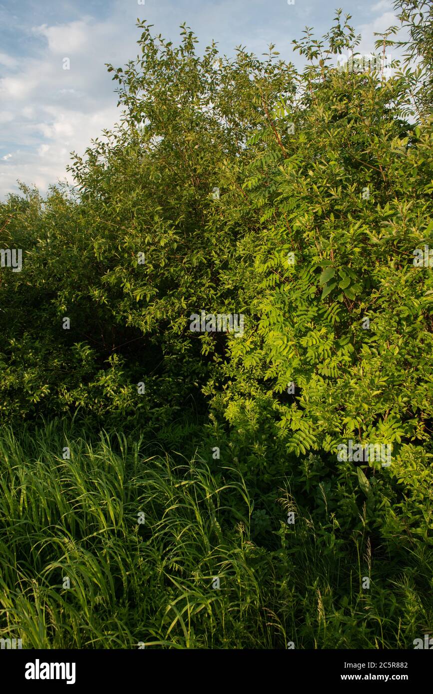 Landscape at sunset. Densely overgrown trees and shrubs with dense ...