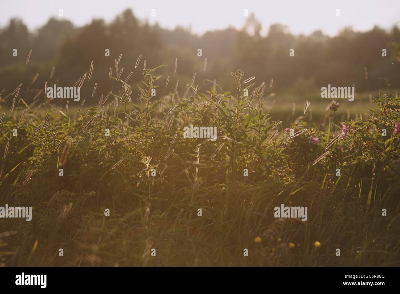 Field plants at sunset. The sun sets below the horizon creating ...
