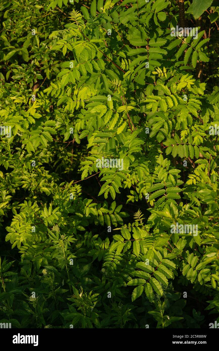 Landscape at sunset. Densely overgrown trees and shrubs with dense ...