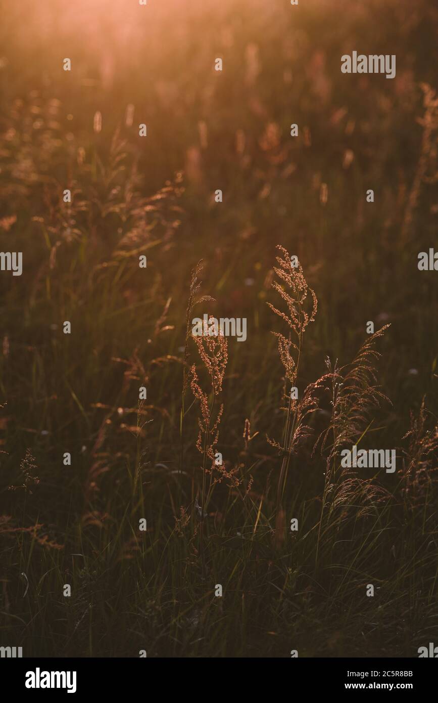 Field plants at sunset. The sunsets below the horizon creating ...