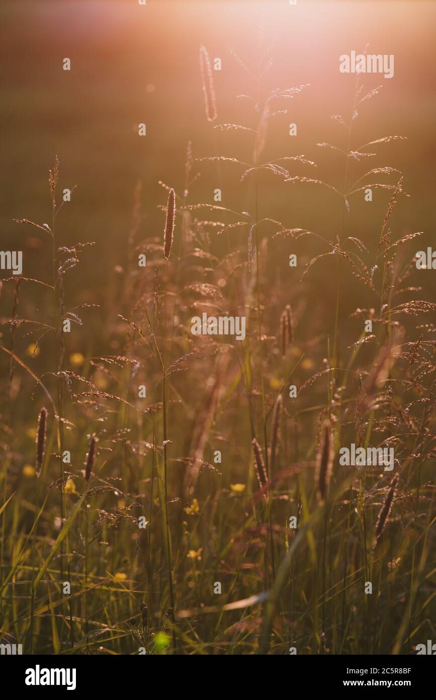 Field plants at sunset. The sunsets below the horizon creating ...