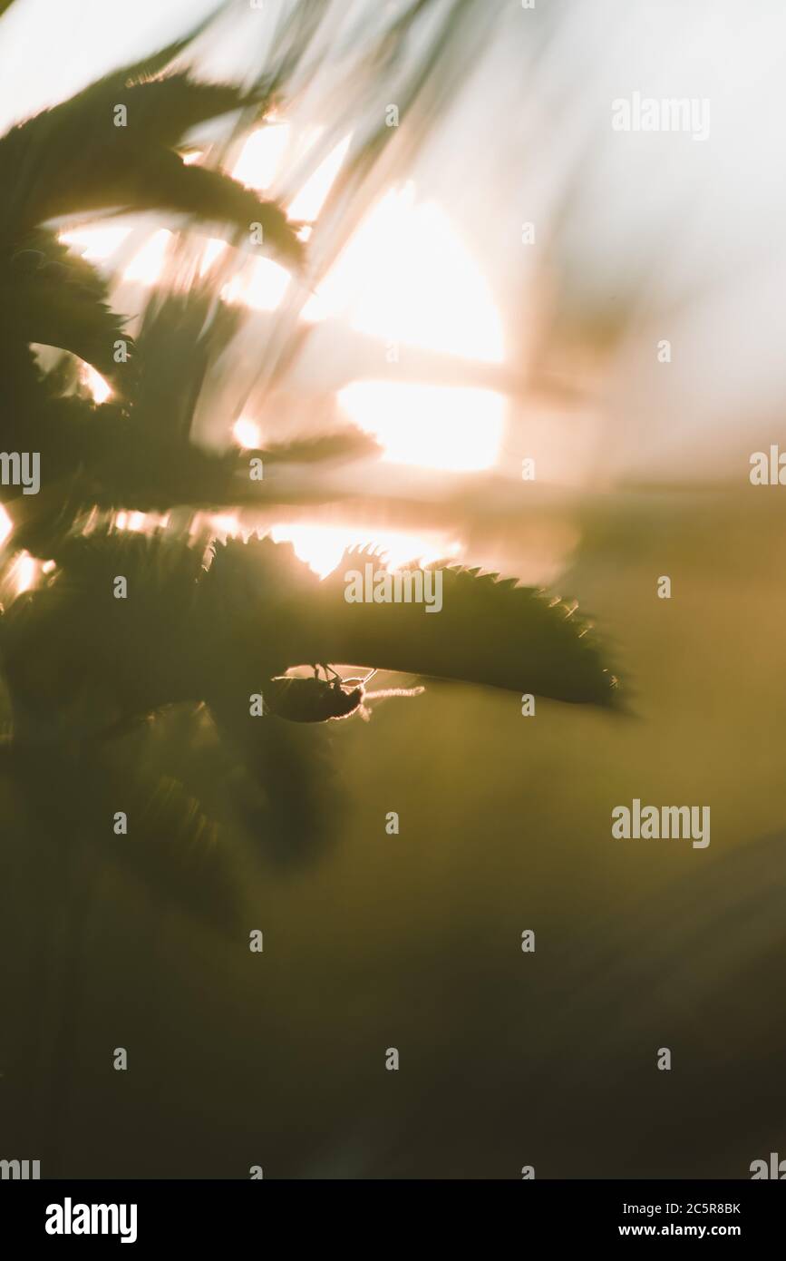 Field insects hi-res stock photography and images - Alamy