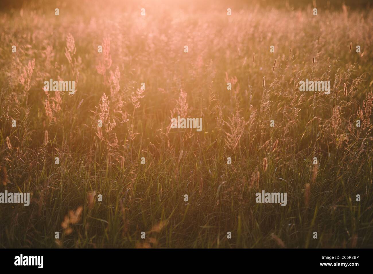 Field plants at sunset. The sunsets below the horizon creating ...