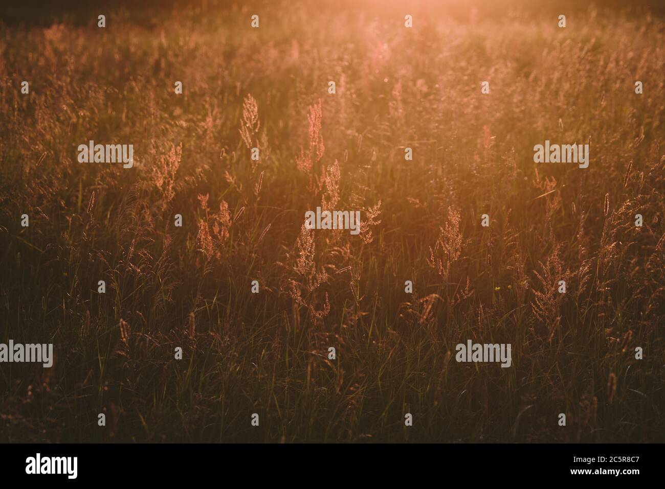 Field plants at sunset. The sunsets below the horizon creating ...