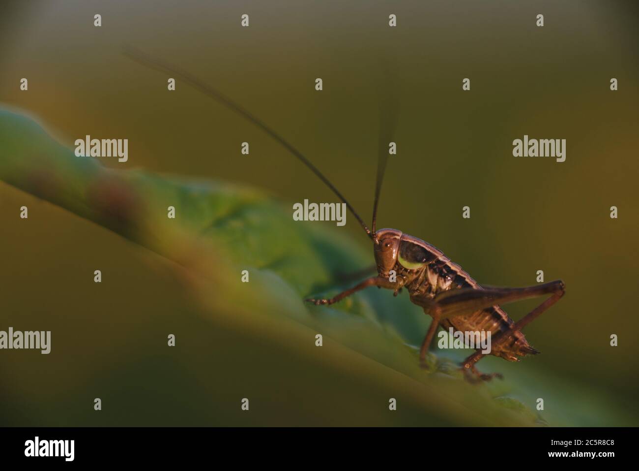 Grasshopper in sunshine hi-res stock photography and images - Alamy