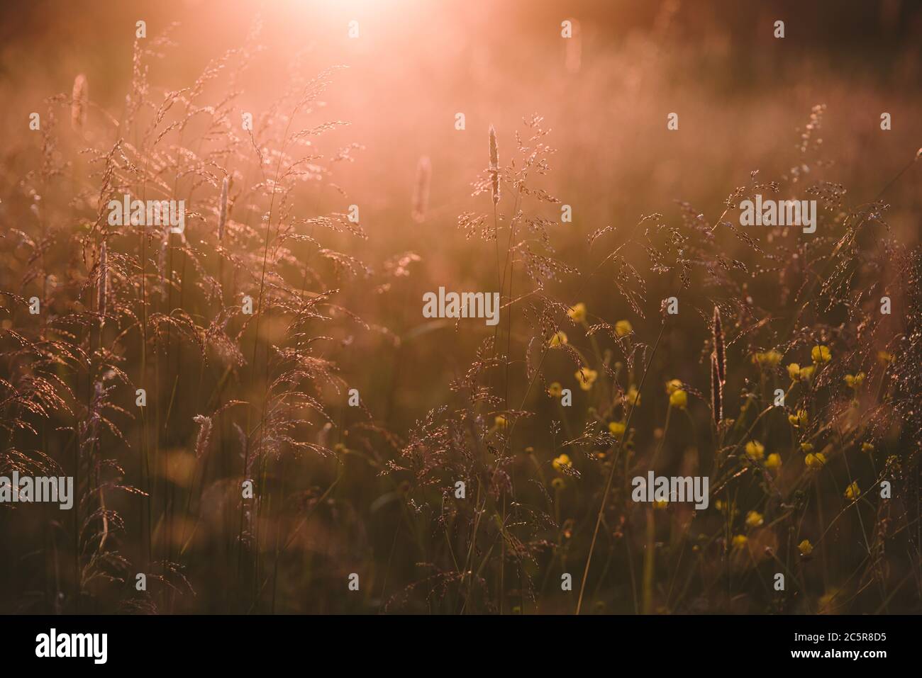 Field plants at sunset. The sunsets below the horizon creating ...