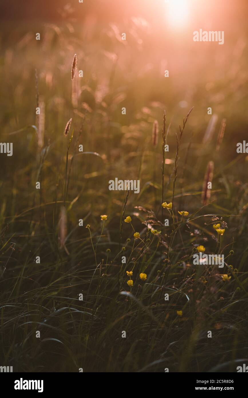 Field plants at sunset. The sunsets below the horizon creating ...