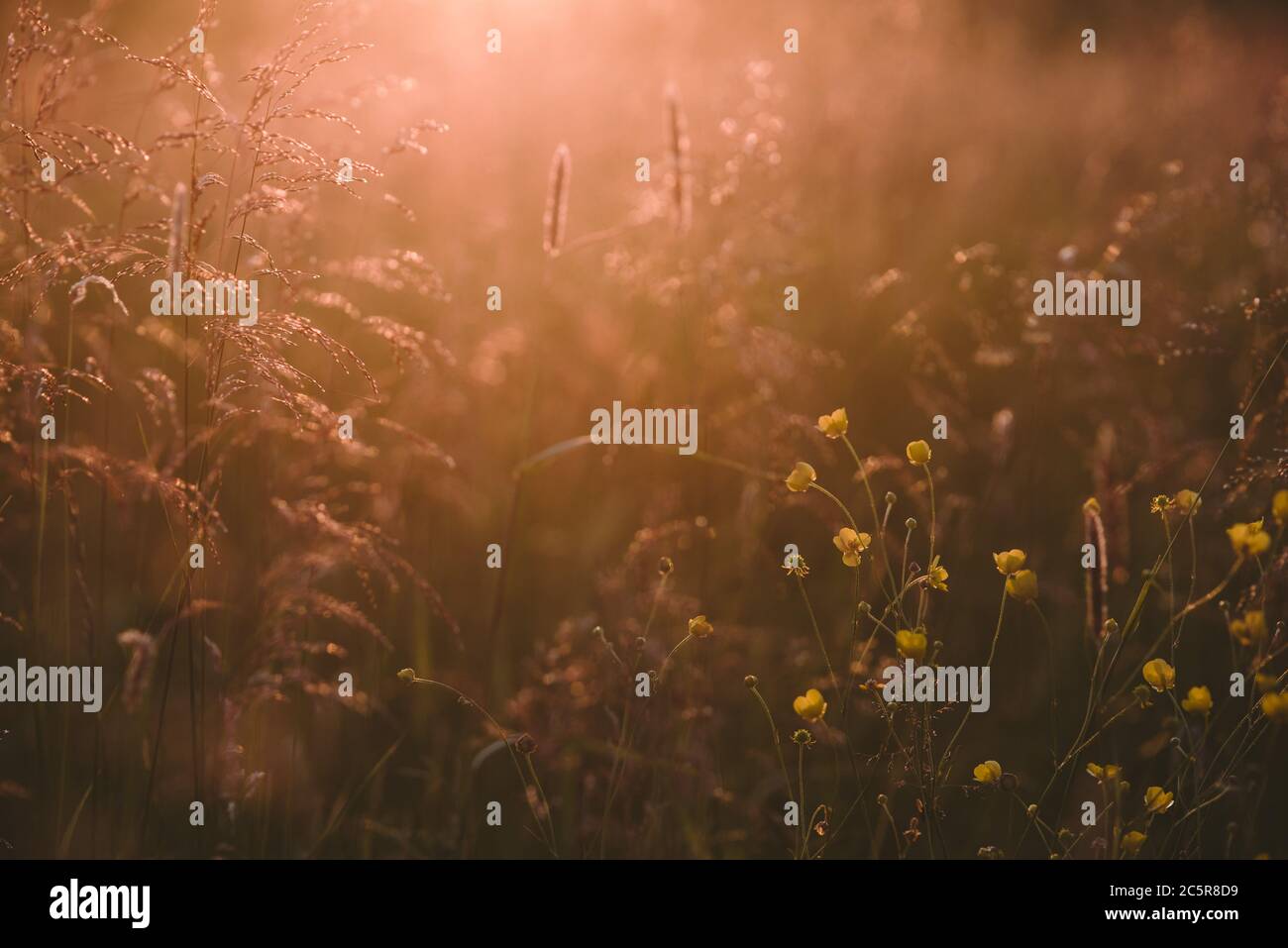 Field plants at sunset. The sunsets below the horizon creating ...