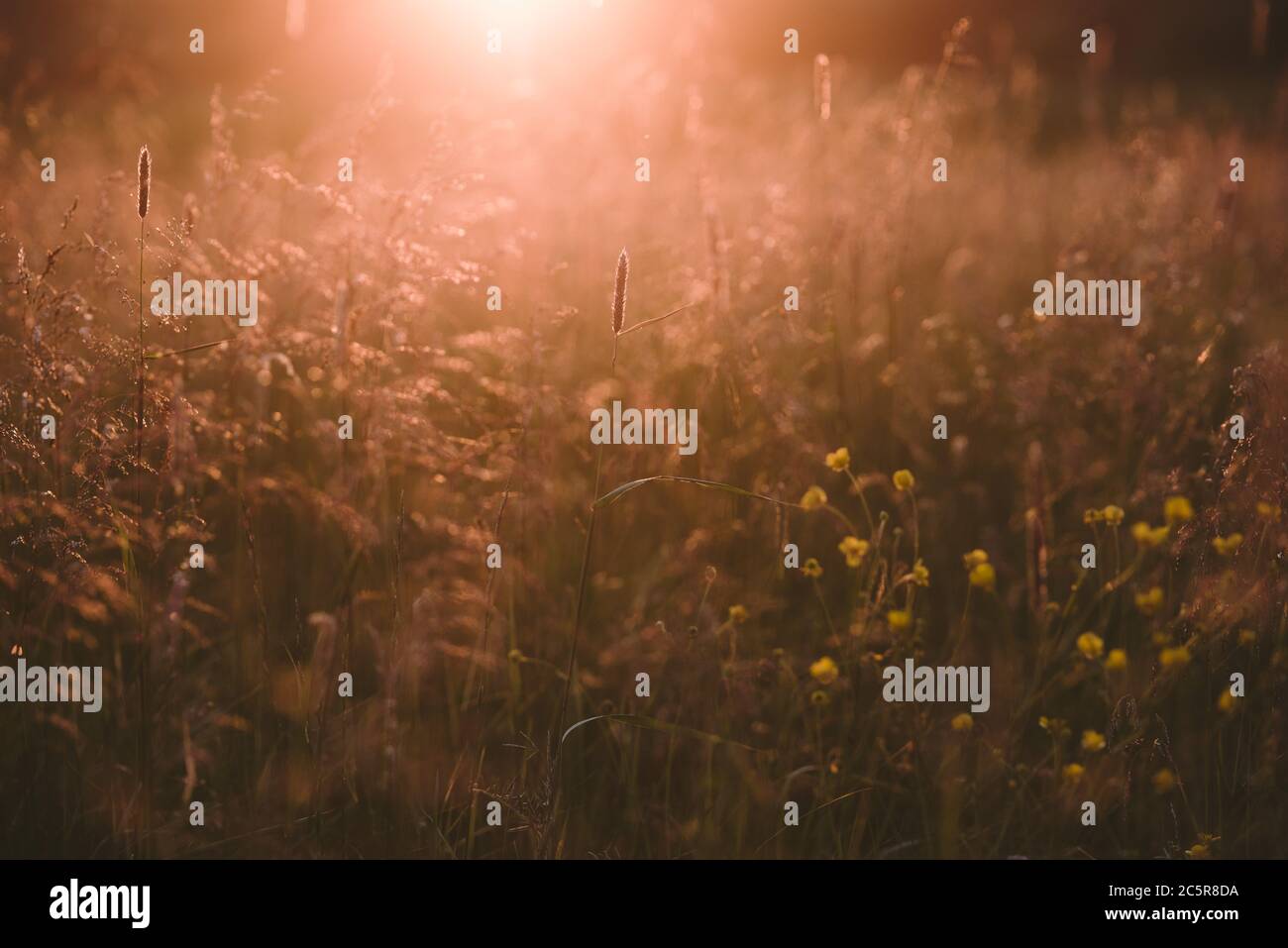 Field plants at sunset. The sunsets below the horizon creating ...