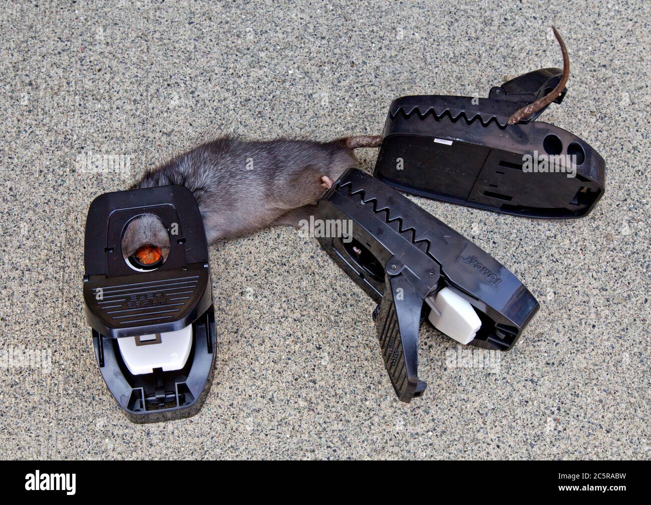 Mature Rat 'Rattus rattus', also called roof or ship rat, caught in ...