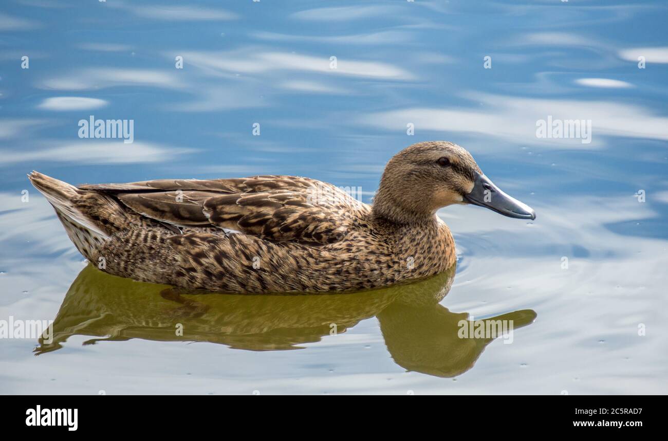 Mottled brown plumage hi-res stock photography and images - Alamy