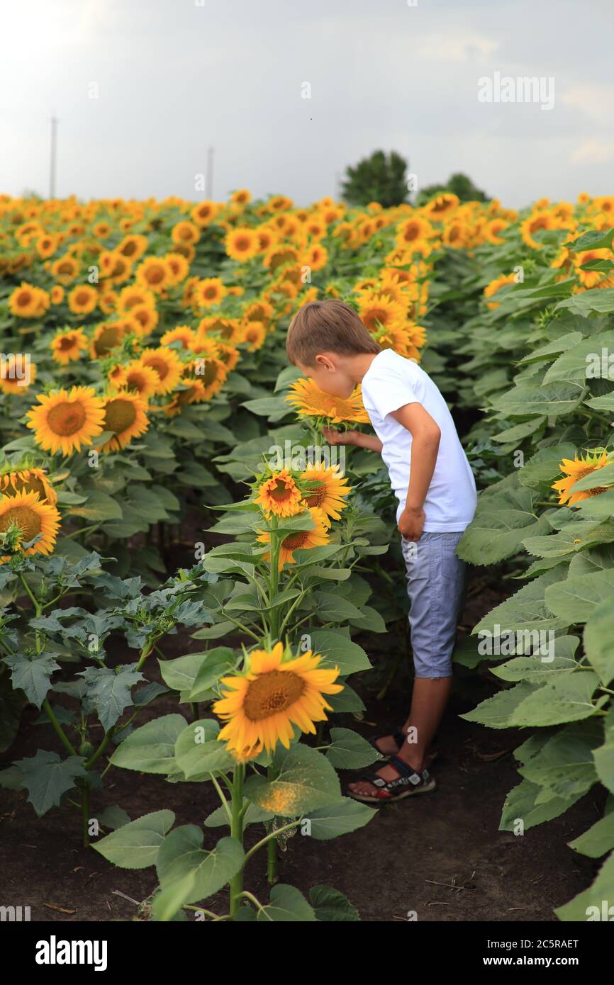 Boy among sunflowers hi-res stock photography and images - Alamy