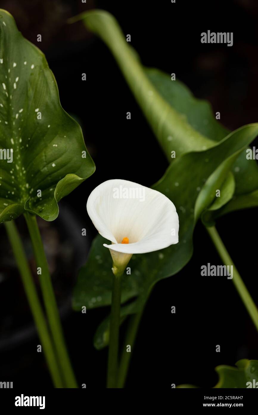 A calla lily (Zantedeschia aethiopica) or arum lily growing among large ...