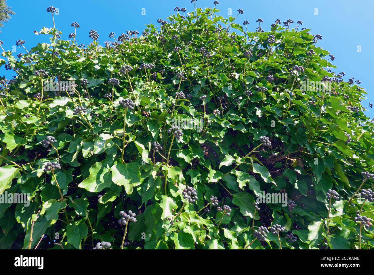 Mature English Ivy (Hedera helix) with berries against a blue sky Stock ...