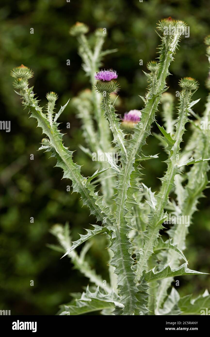 Plant native to europe and western asia hi-res stock photography and ...