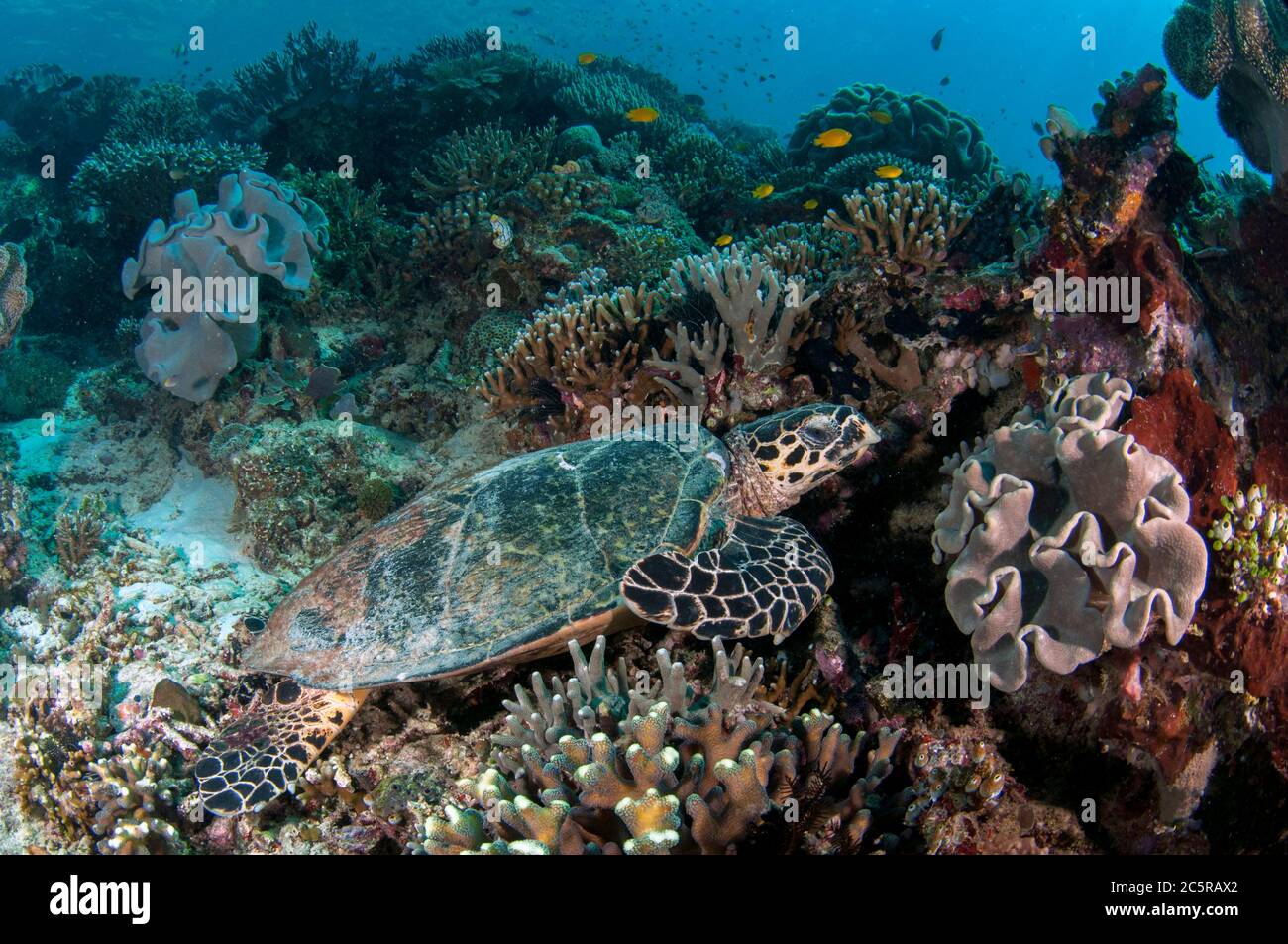 Hawksbill Turtle, Eretmochelys imbricata, Cape Kri dive site, Dampier ...