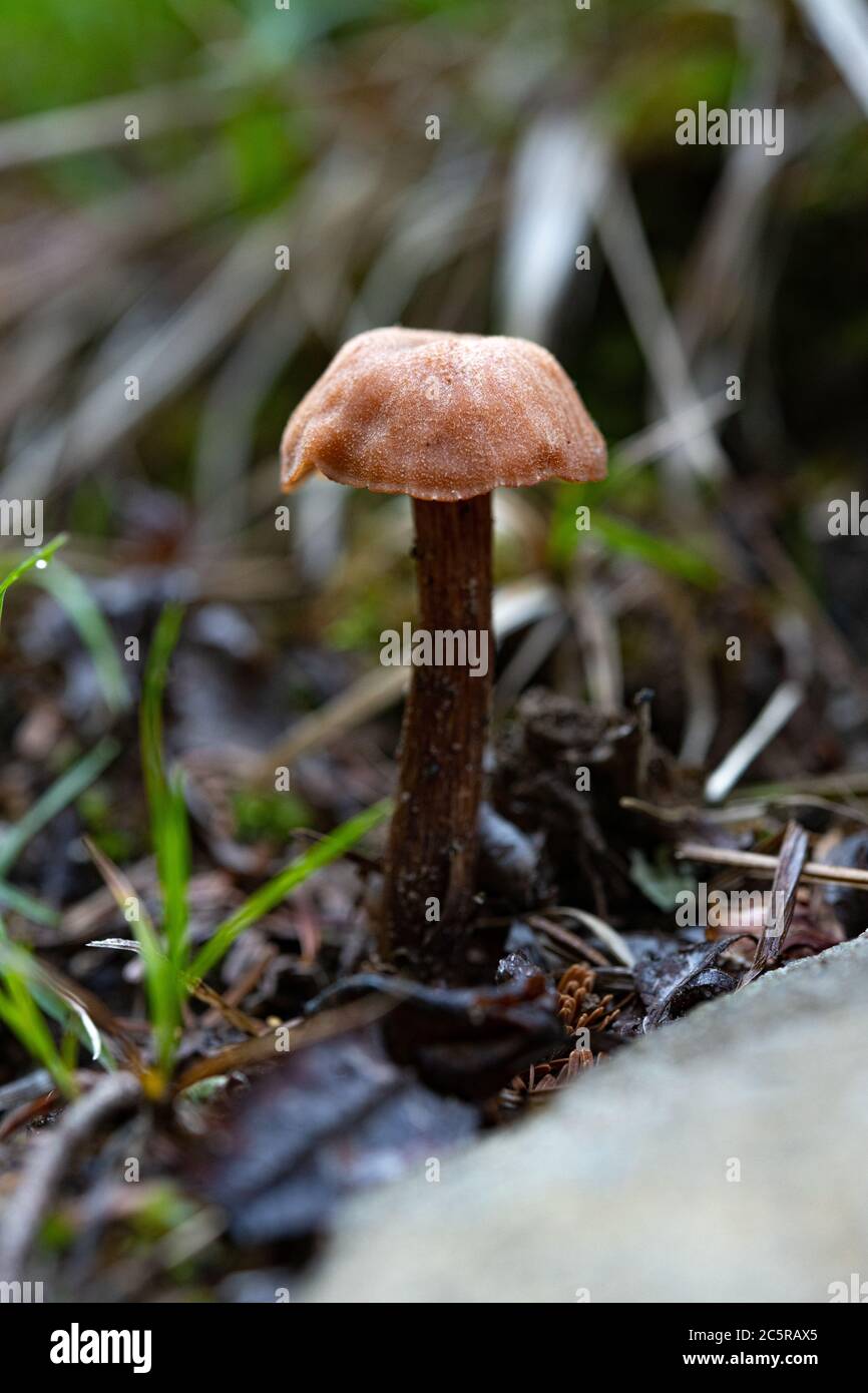 Droopy Brown Mushroom Stock Photo - Alamy