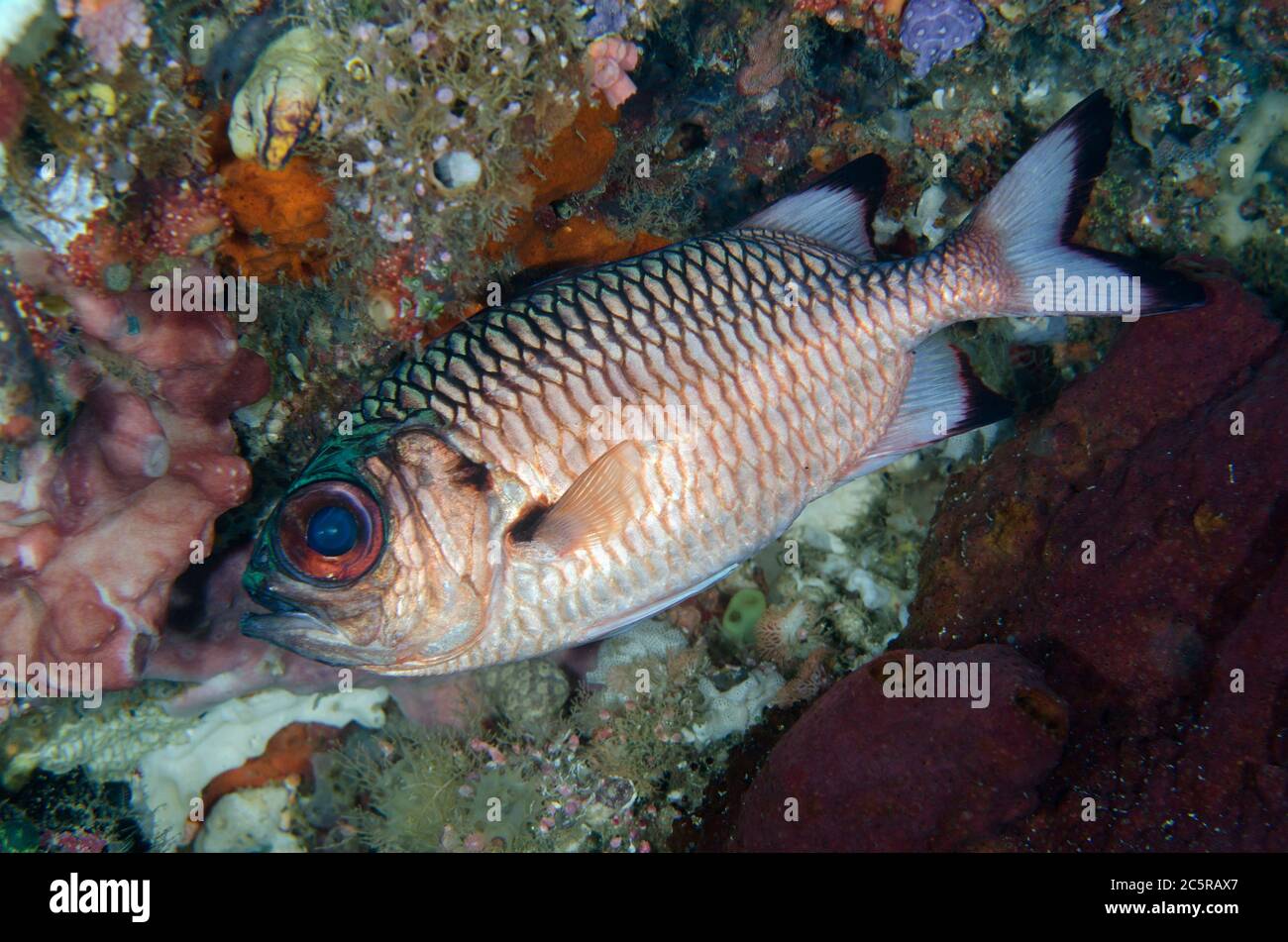 Dampier hi-res stock photography and images - Alamy