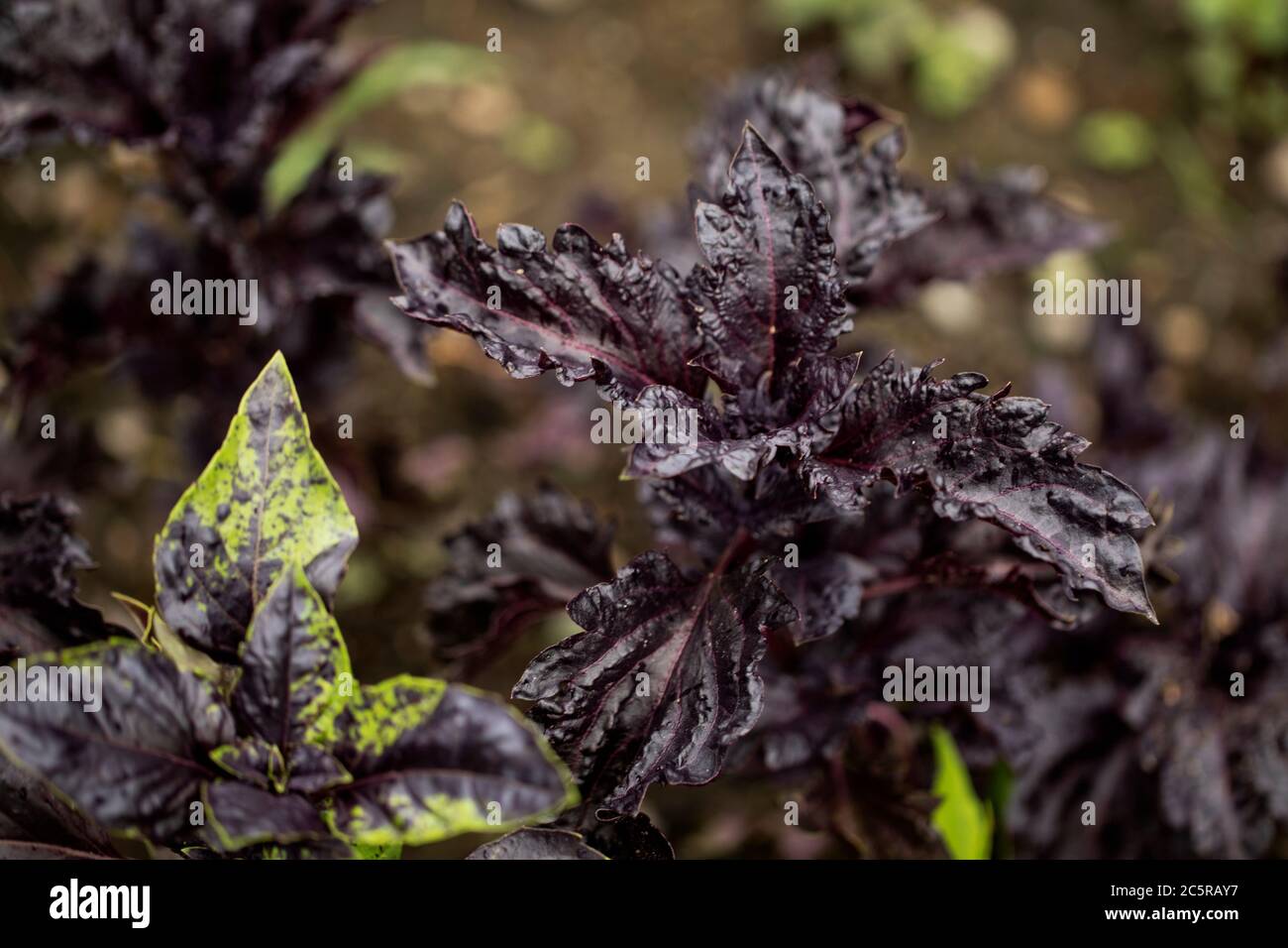 Purple ruffles basil hi-res stock photography and images - Alamy