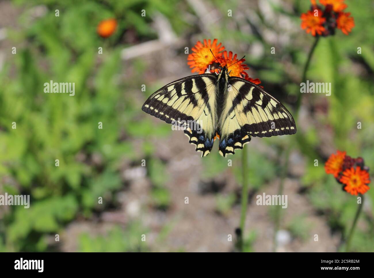 Canadian tiger swallowtail feeding on orange hawkweed in Alaska Stock ...