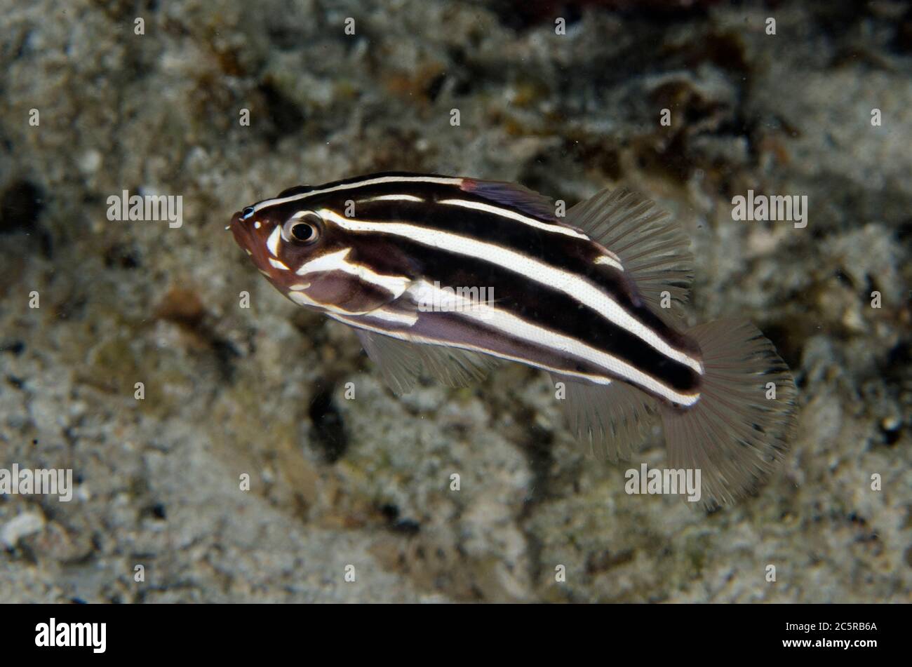 Six line soapfish hi-res stock photography and images - Alamy