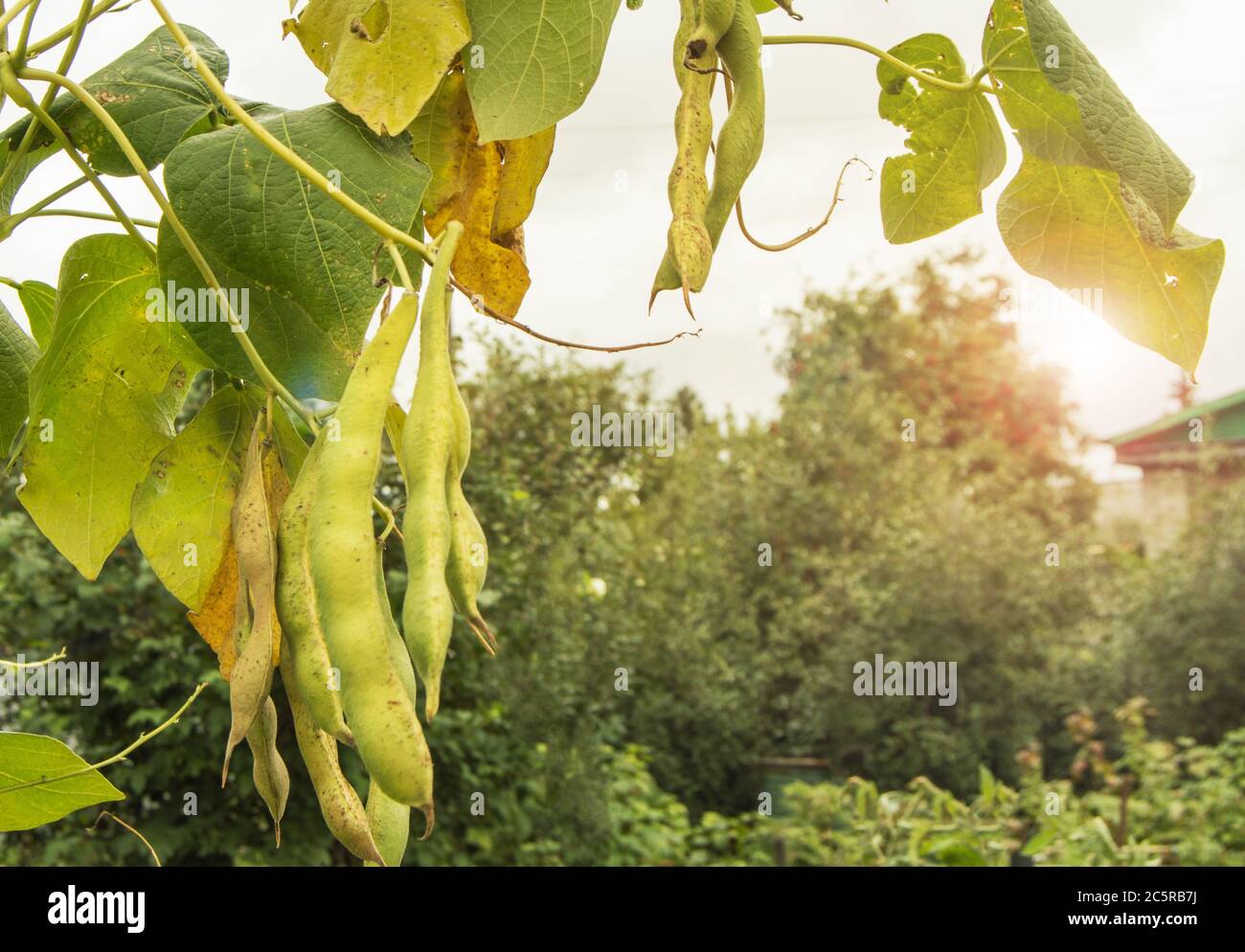 Bean plant with large pods on the background of a garden with trees and ...