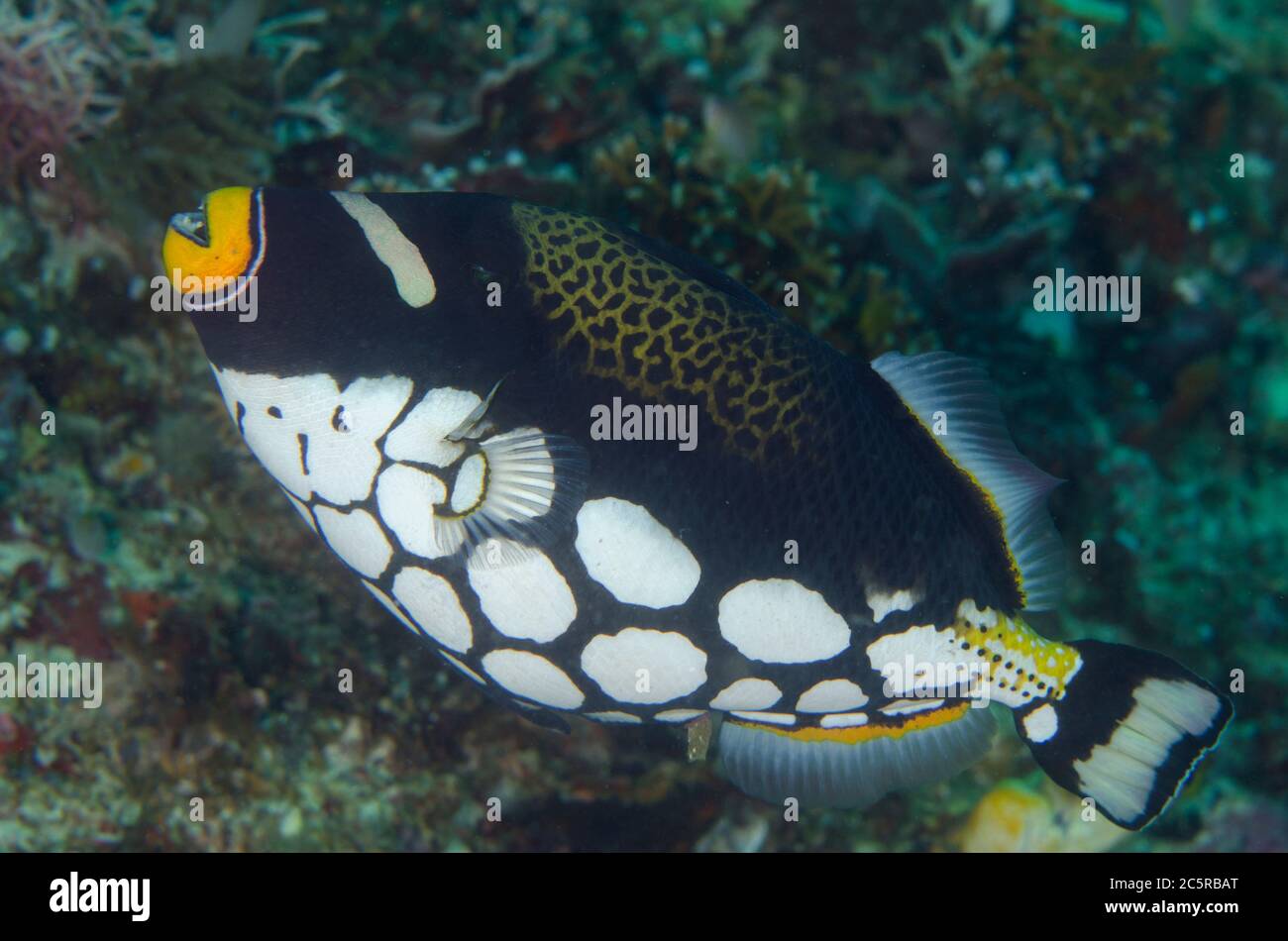 Clown Triggerfish, Balistoides conspicillum, Keruo Channel dive site ...