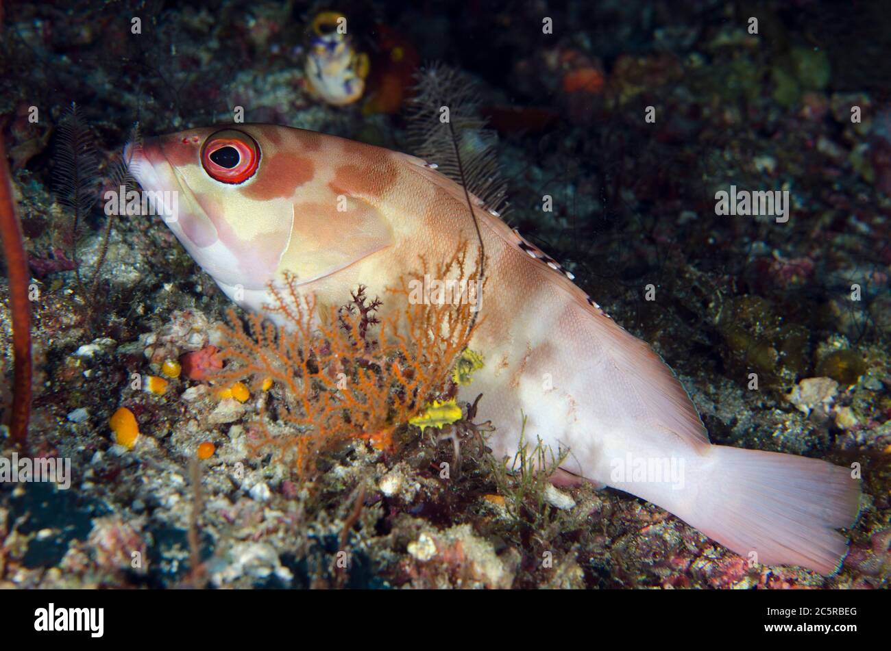 Blacktip Grouper, Epinephelus fasciatus, Two Tree Island dive site ...