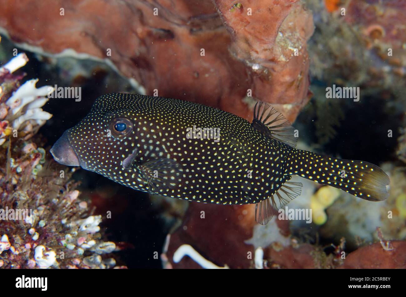 White-spotted Boxfish, Ostracion meleagris, Two Tree Island dive site ...