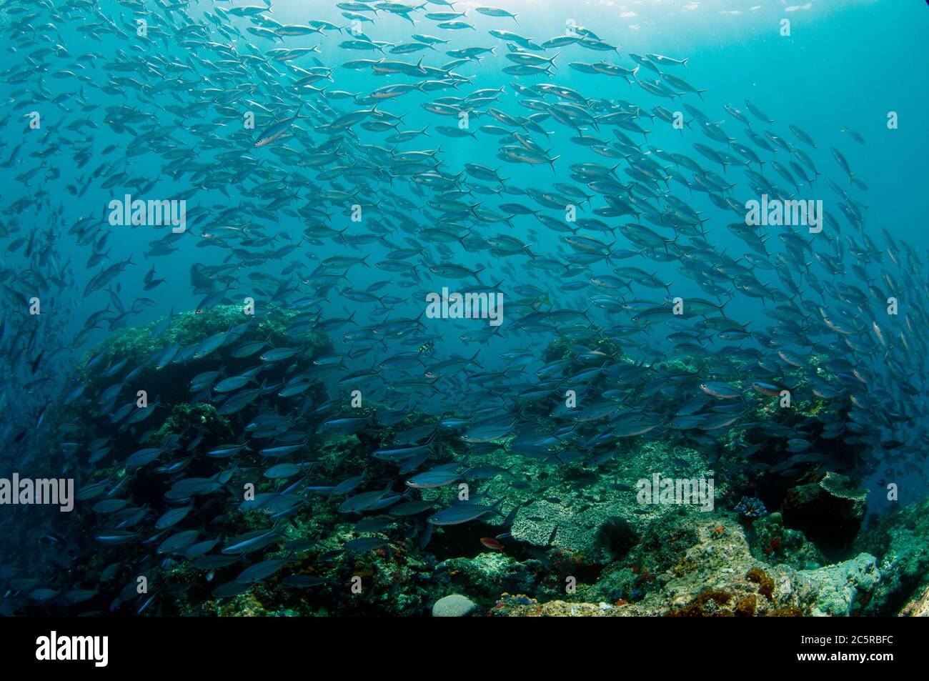 School of Fusiliers, Caesio sp, No Contest dive site, Balbulol Island ...