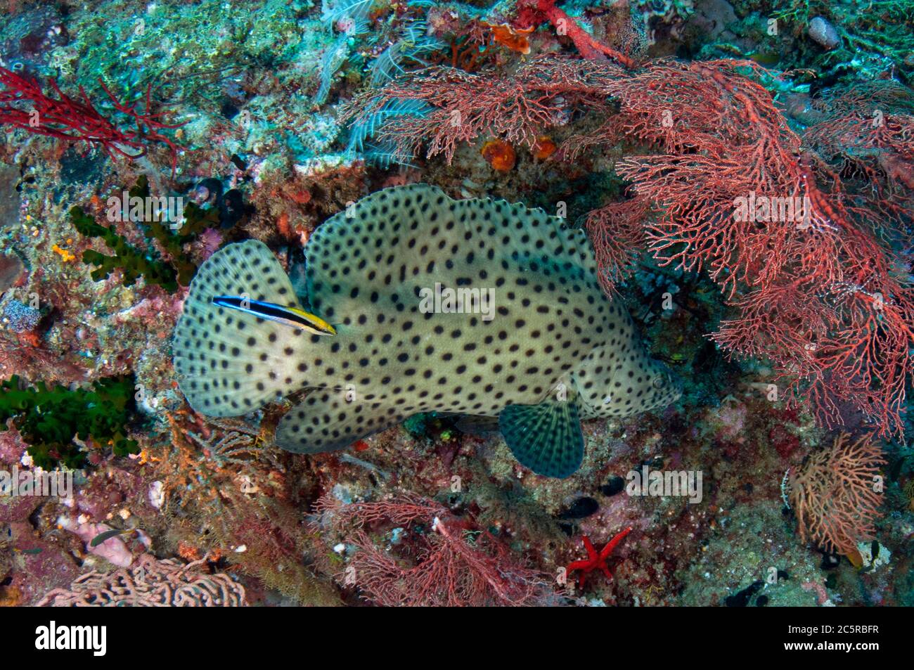 Cleaner wrasse grouper hi-res stock photography and images - Alamy