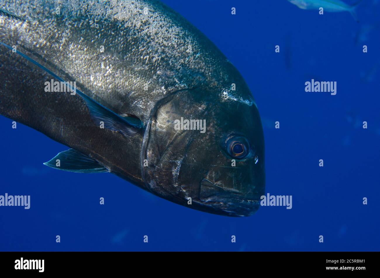 Giant trevally hunt hi-res stock photography and images - Alamy