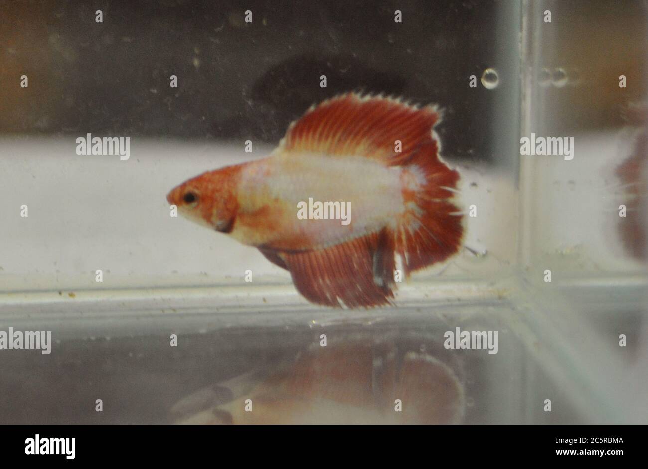 Double tail hi-res stock photography and images - Alamy