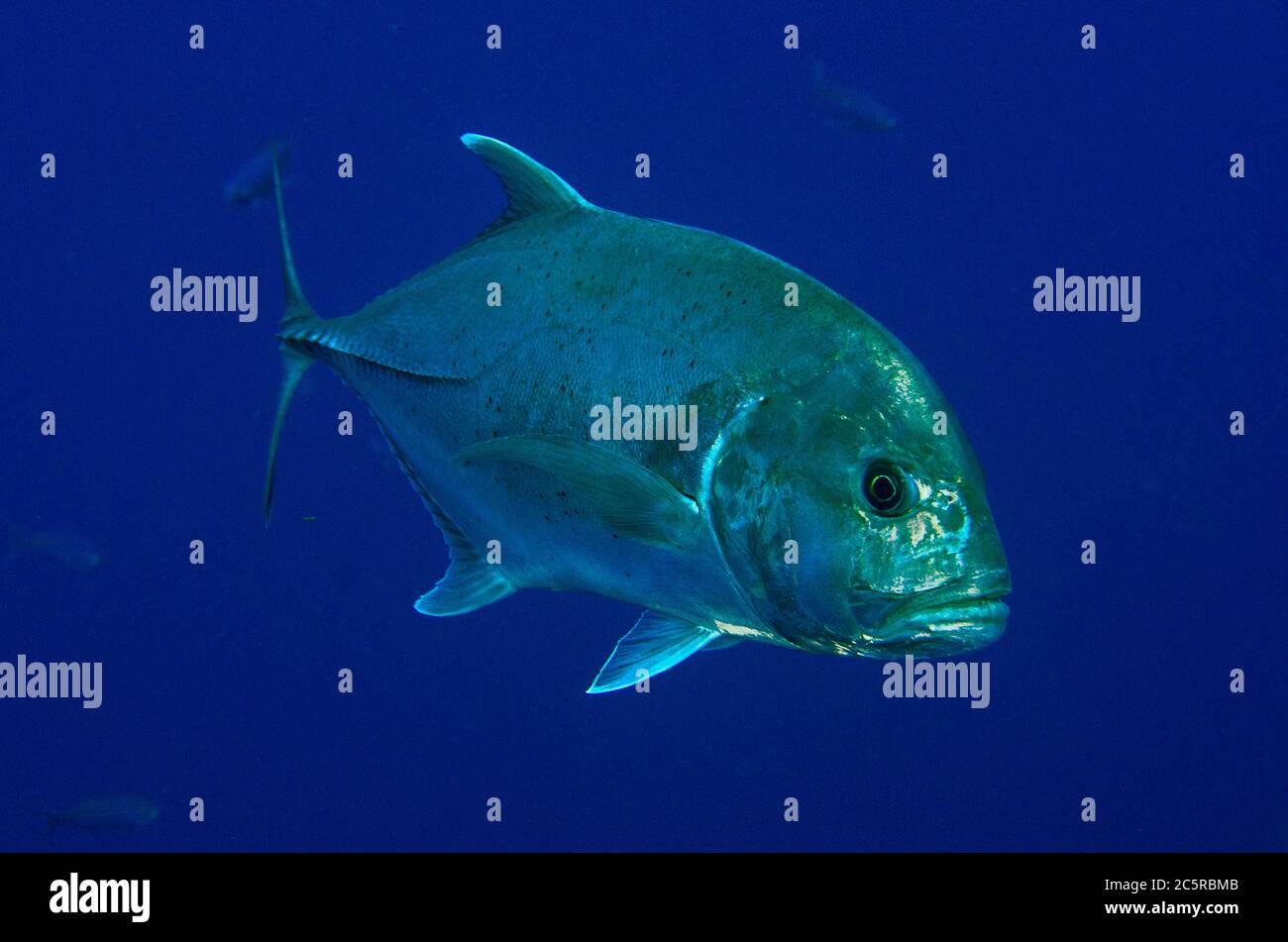 Giant Trevally, Caranx ignobilis, Antichovy dive site, Misool Island ...