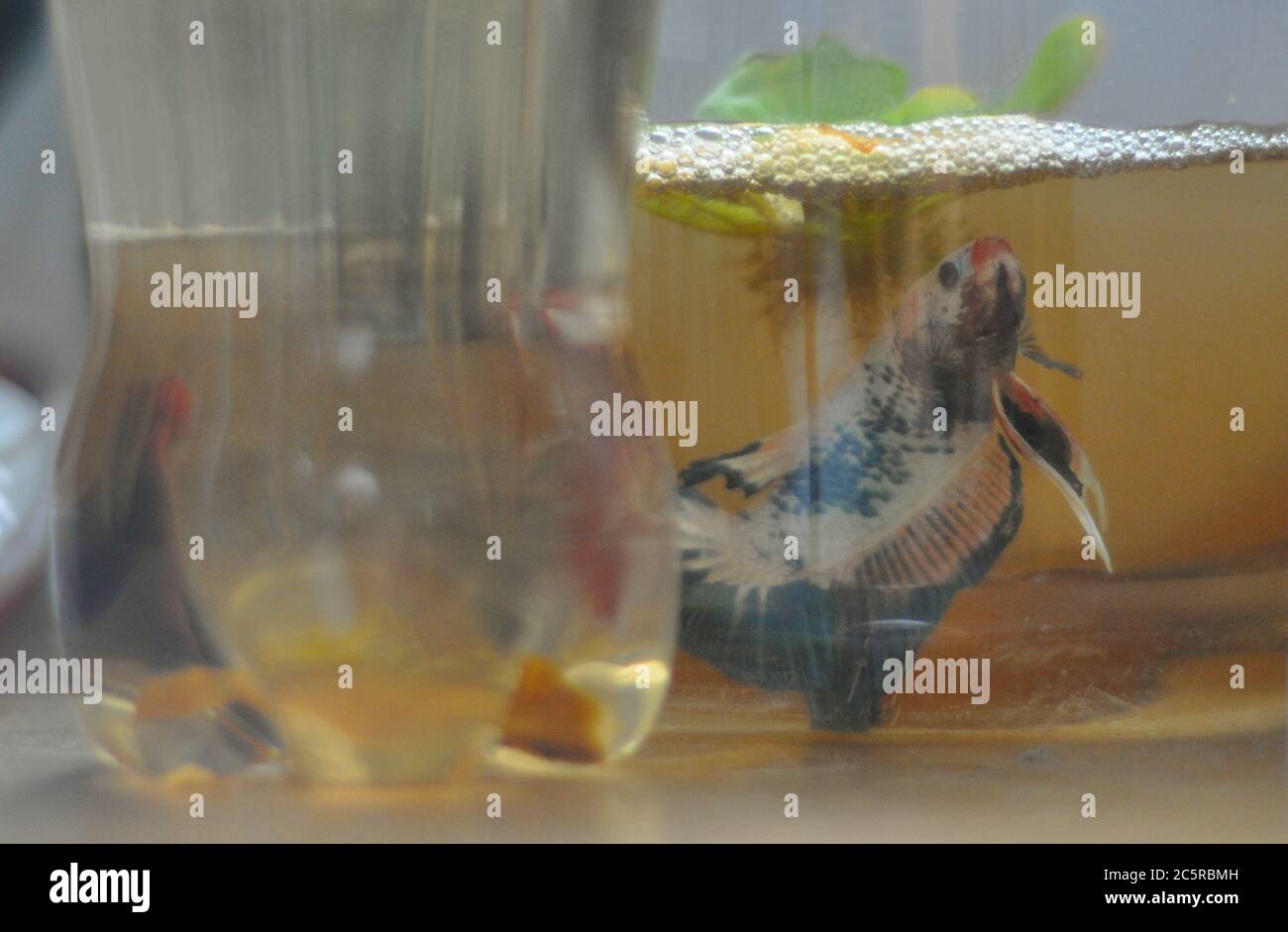 betta fish make bubble Stock Photo - Alamy