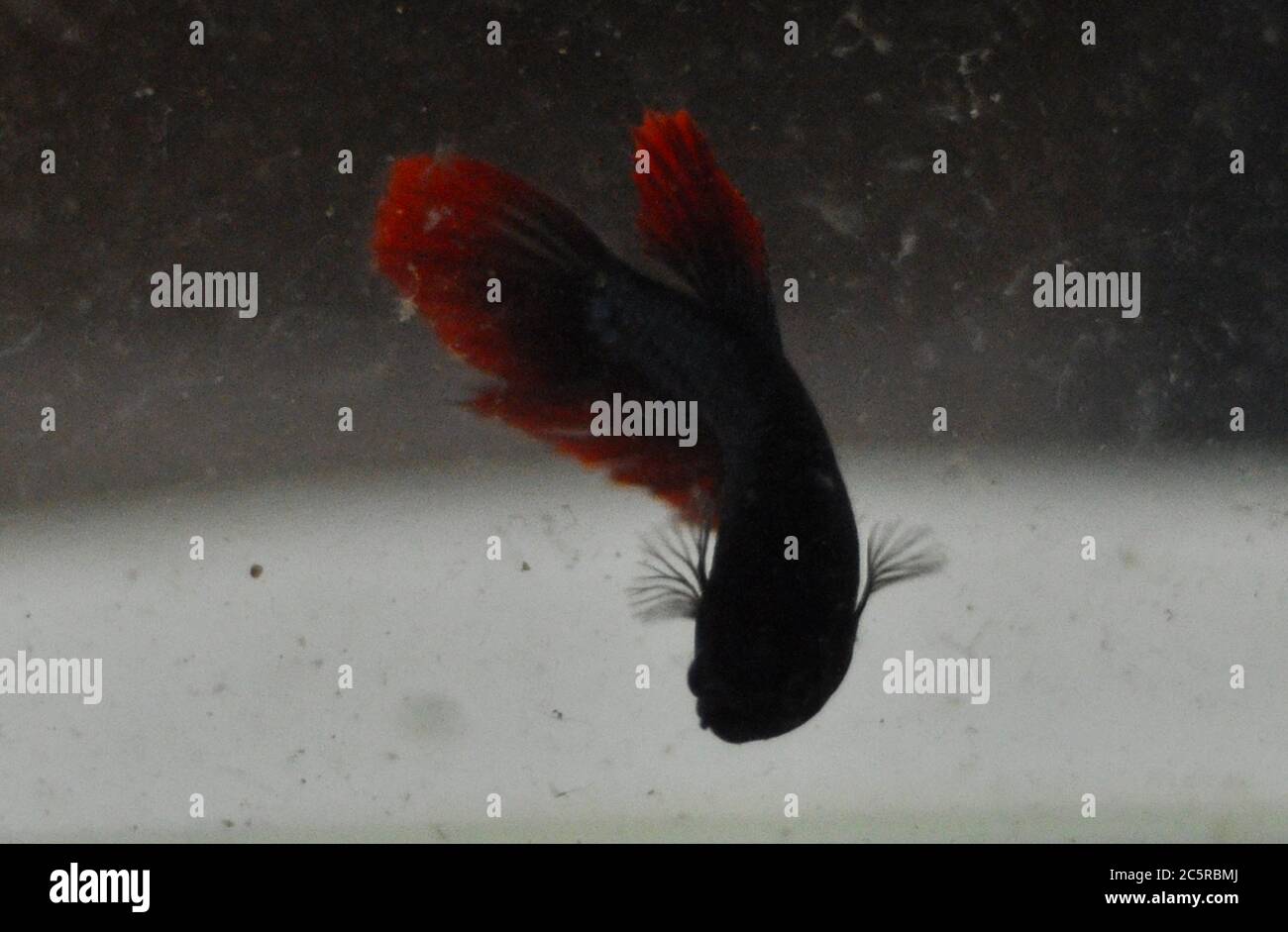 betta fish swimming Stock Photo - Alamy