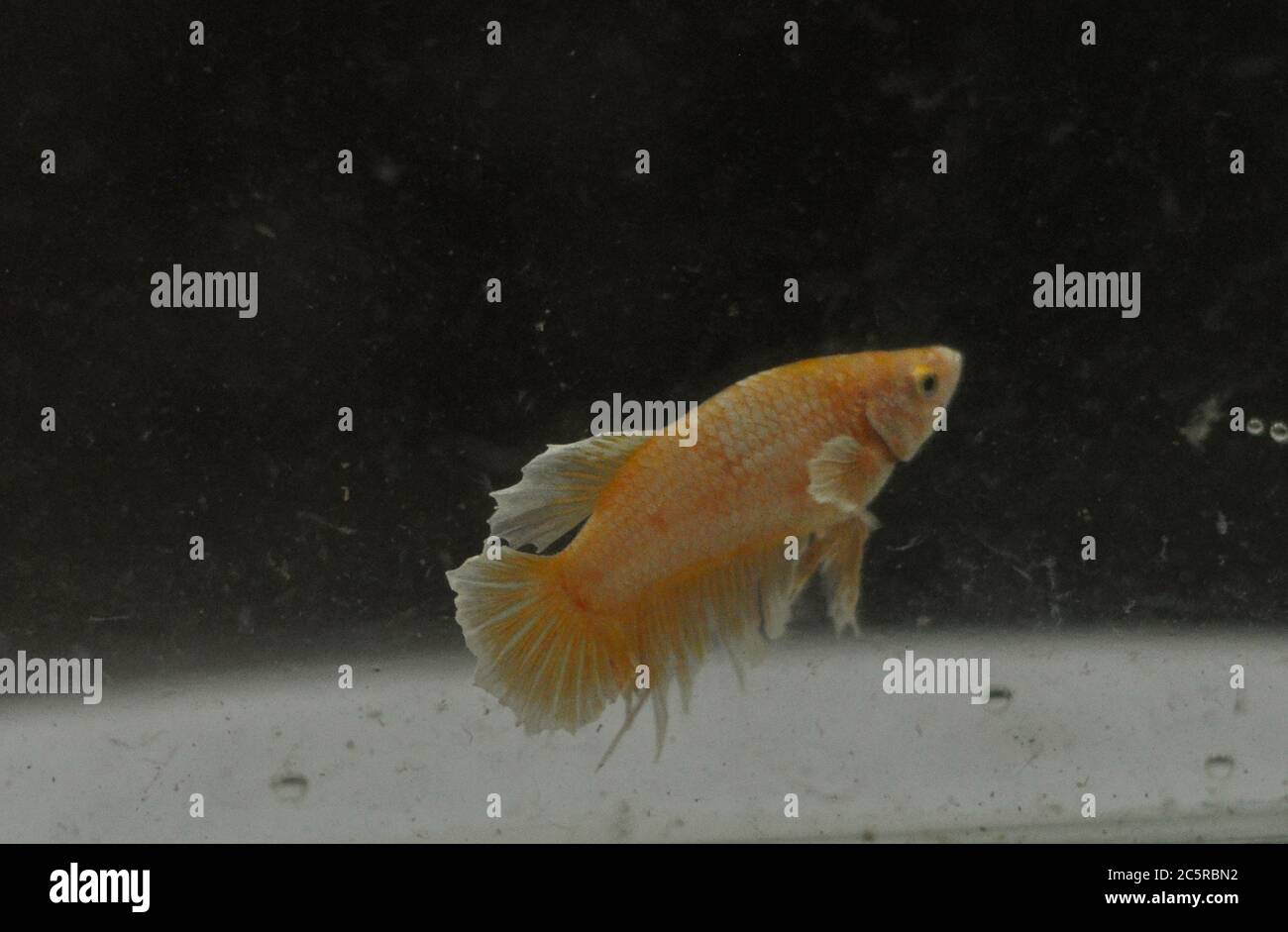 royal gold betta Stock Photo - Alamy