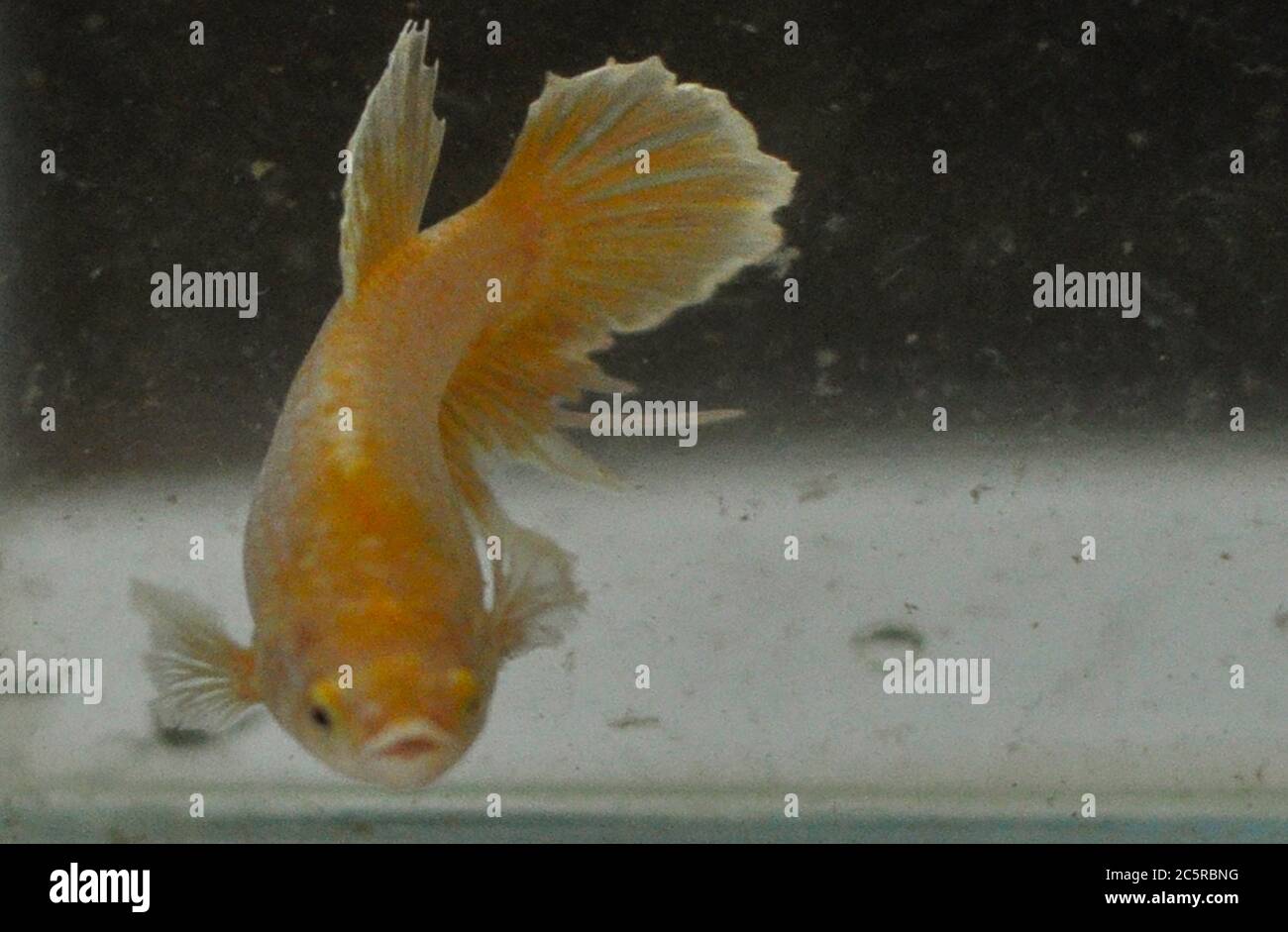 royal gold betta Stock Photo - Alamy