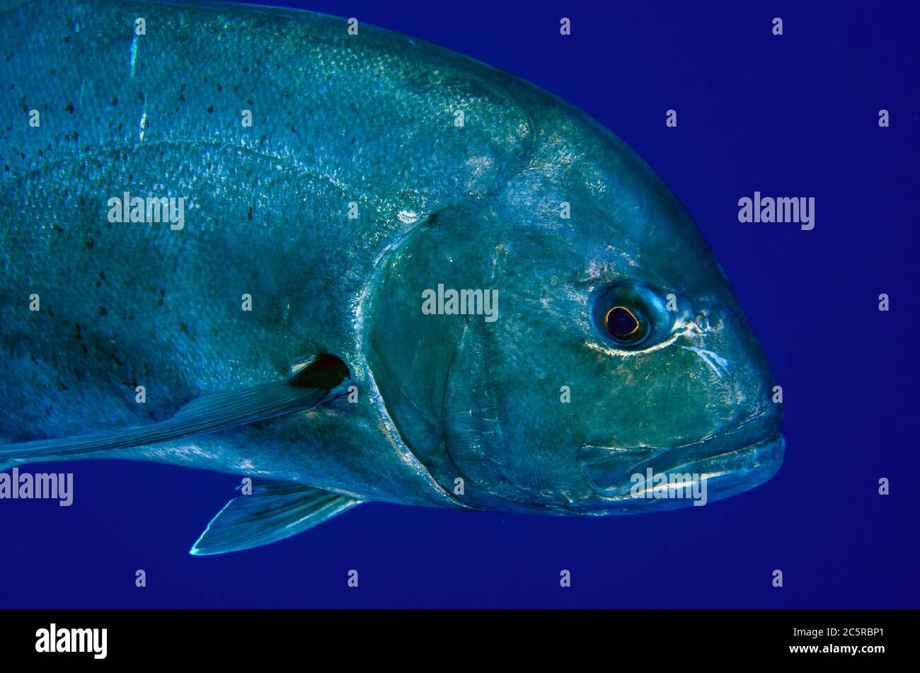 Giant Trevally, Caranx ignobilis, Antichovy dive site, Misool Island ...