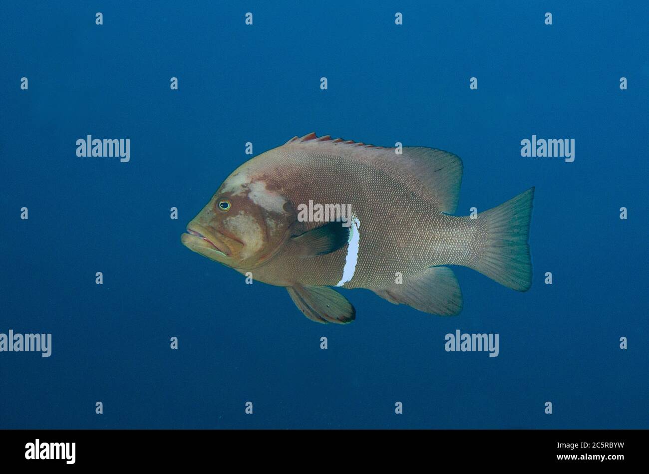 Redmouth Grouper, Aethaloperca rogaa, Whale Rock dive site, Misool ...