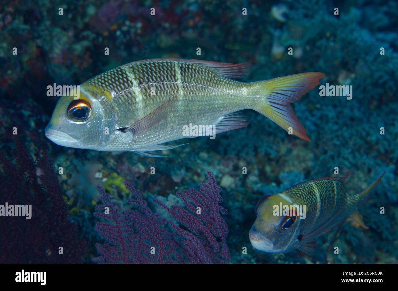 Pair of Redfin Emperors, Monotaxis heterodon, Nudi Rock dive site ...
