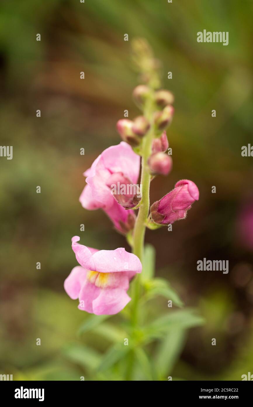 In a snapdragon flower hi-res stock photography and images - Alamy