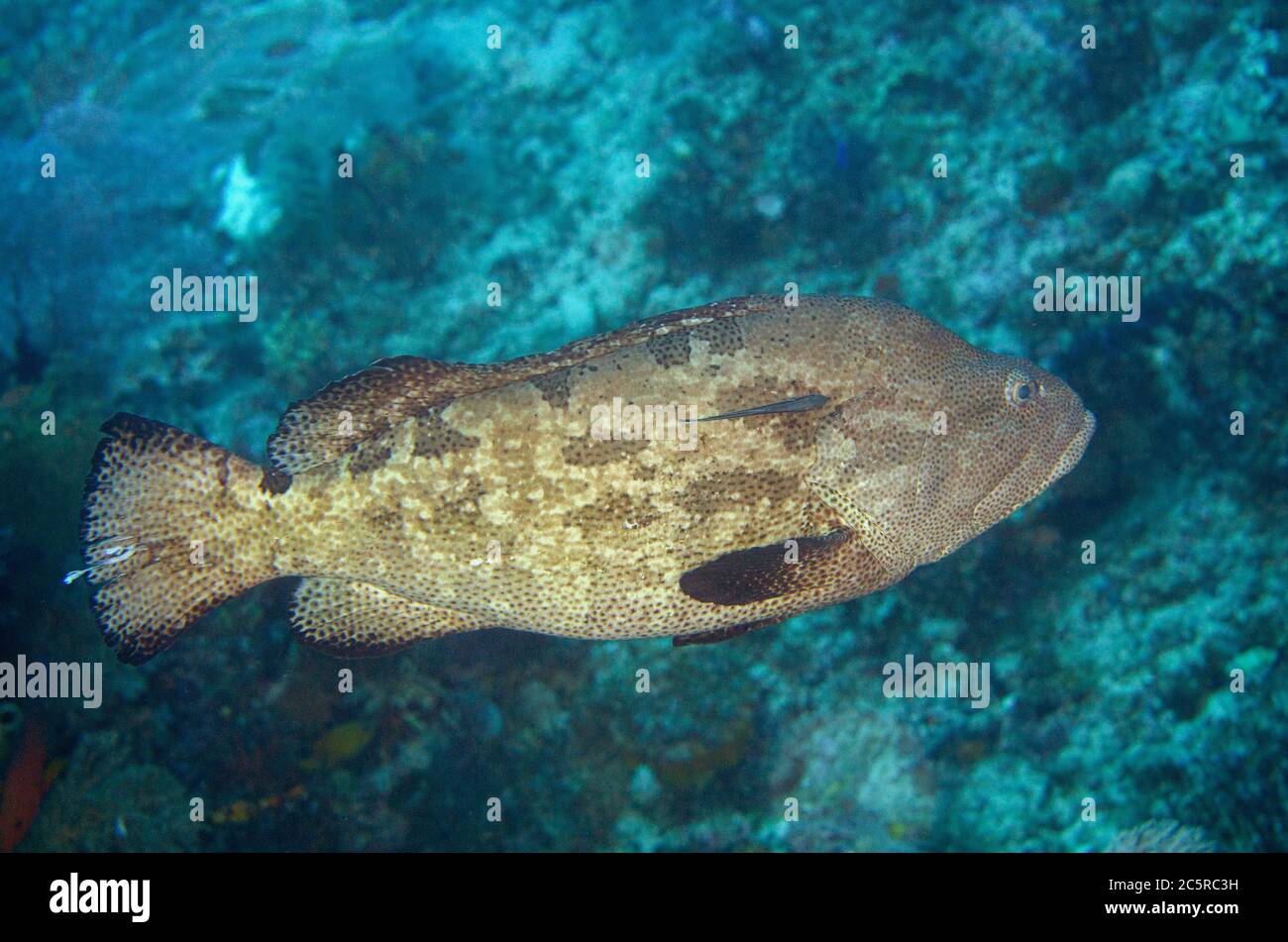 Brown-Marbled Grouper, Epinephelus fuscoguttatus, Nudi Rock dive site ...