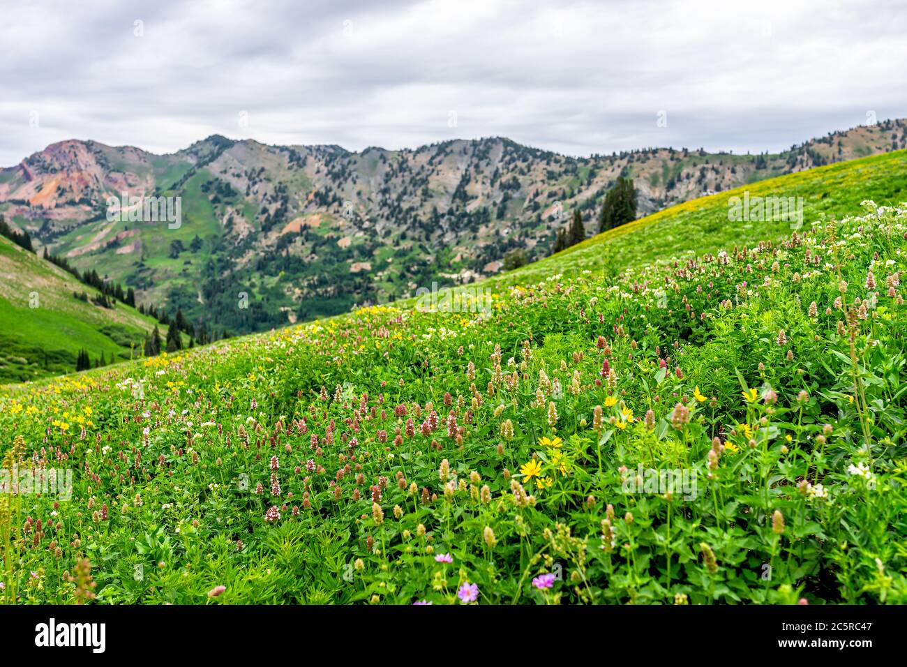 Albion Basin, Utah summer 2019 with meadows trail in wildflowers season ...