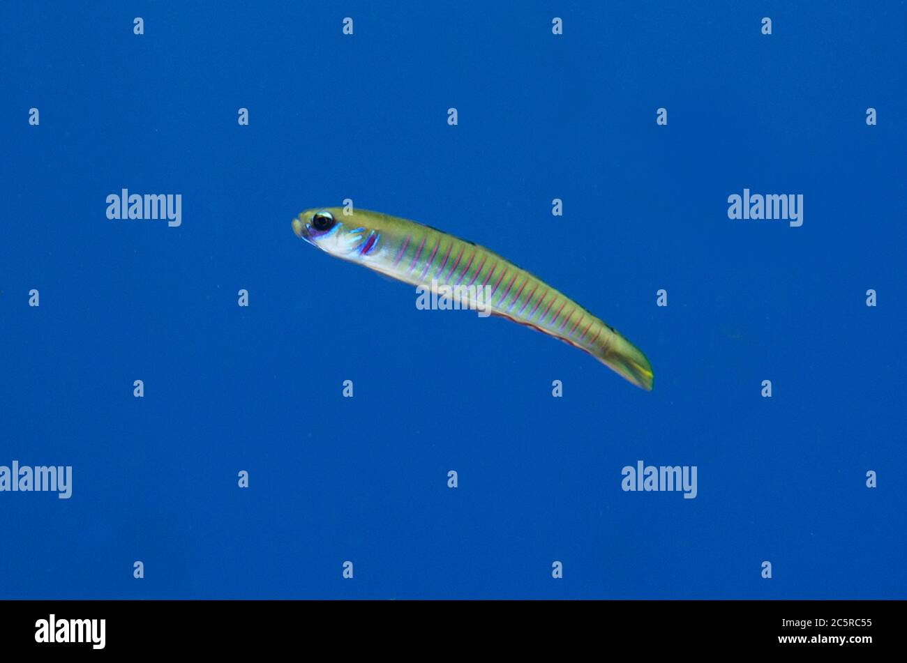 Zebra Dartfish High Resolution Stock Photography and Images - Alamy